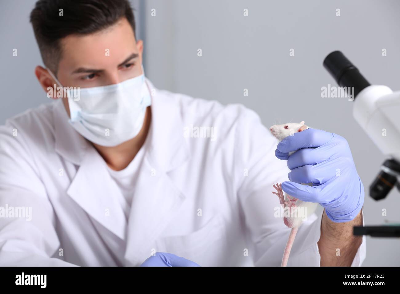 Scientist with rat in chemical laboratory, focus on rodent. Animal ...