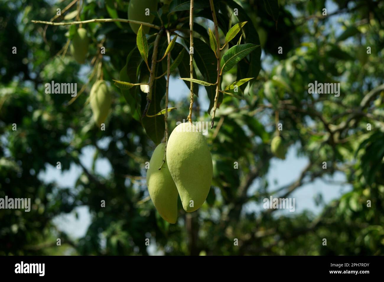 Fresh delicious mango fruit hi-res stock photography and images - Alamy