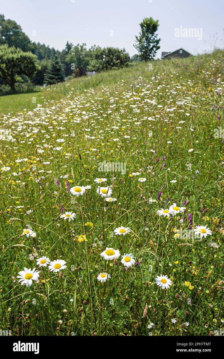 Suydam hi-res stock photography and images - Alamy