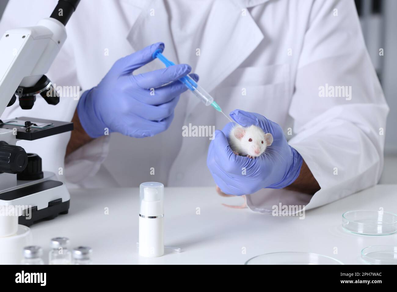 Scientist with syringe and rat at table in chemical laboratory, closeup ...
