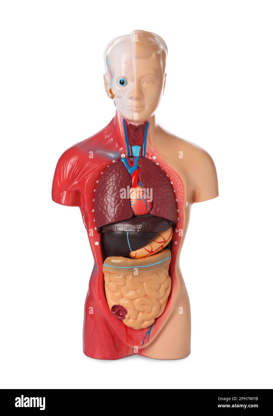 Human anatomy mannequin showing internal organs isolated on white Stock ... Human anatomy mannequin showing internal organs isolated on white Stock ...