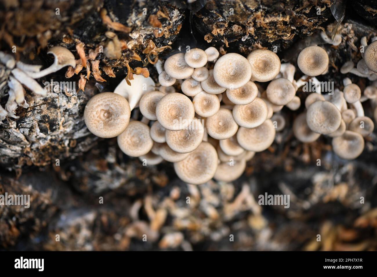 mushroom farm with fresh mushroom growing on mushroom spawn - Lentinus ...