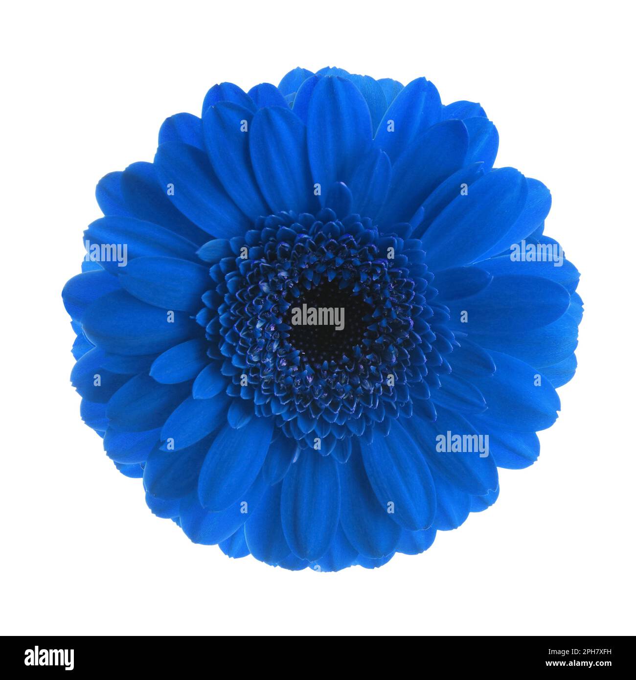 Beautiful blue gerbera flower on white background Stock Photo - Alamy
