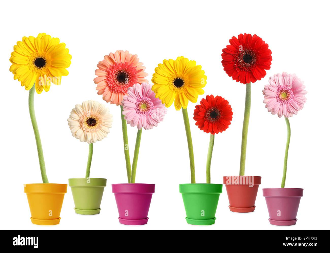 Set of colorful blooming gerbera flowers in pots on white background ...