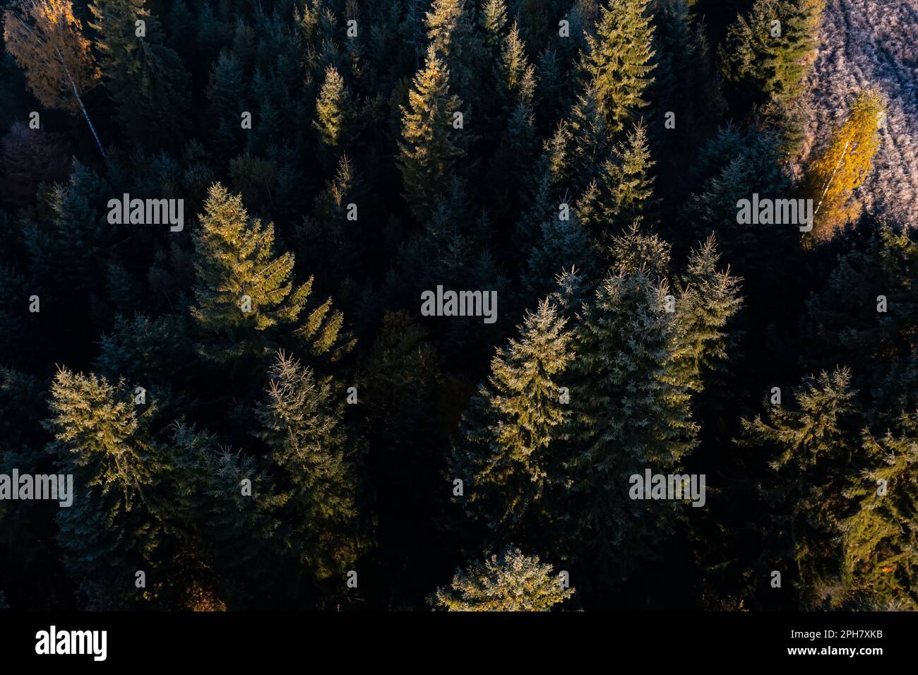Aerial view of trees in forest. Drone photography Stock Photo - Alamy