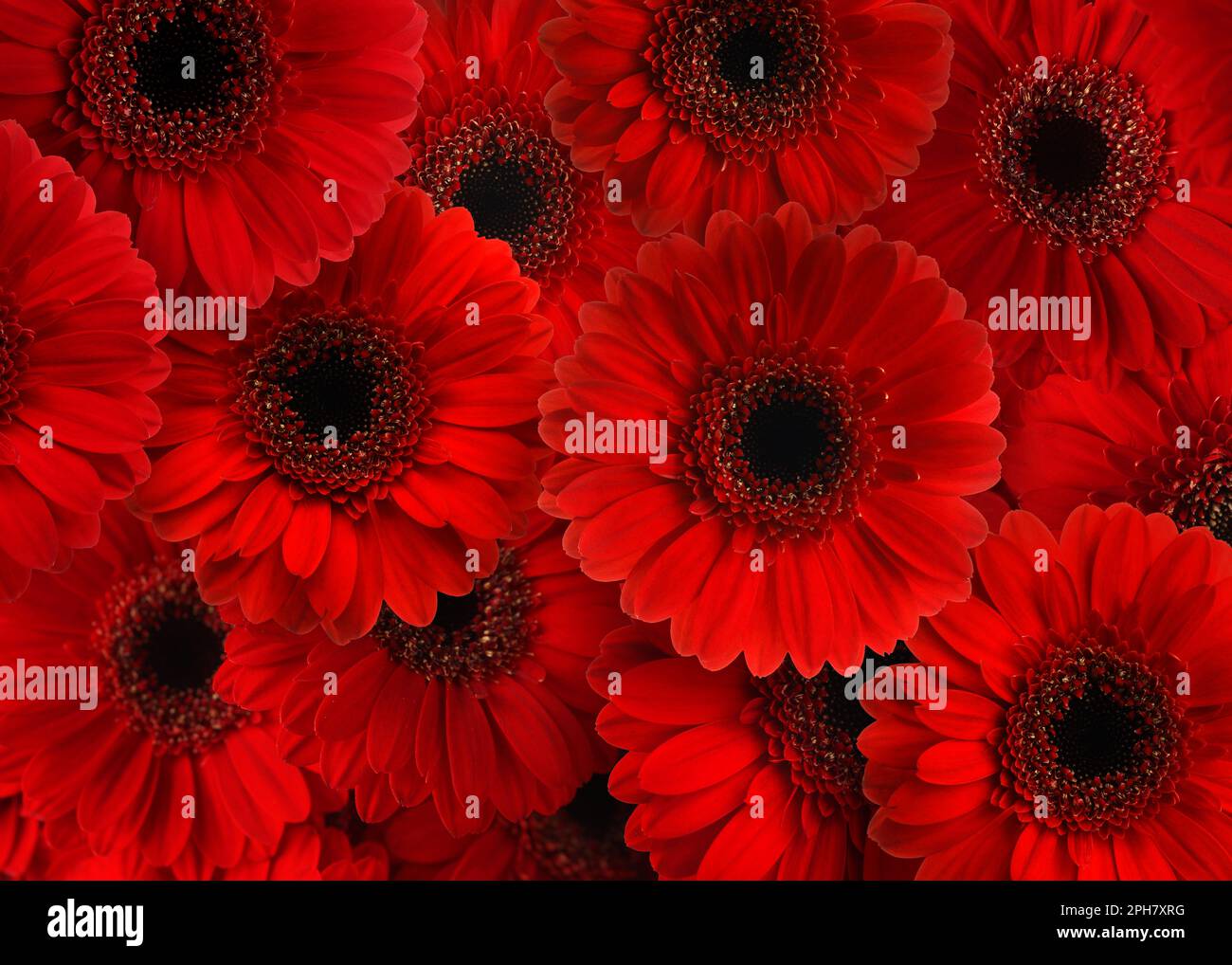 Many beautiful red gerbera flowers as background Stock Photo - Alamy
