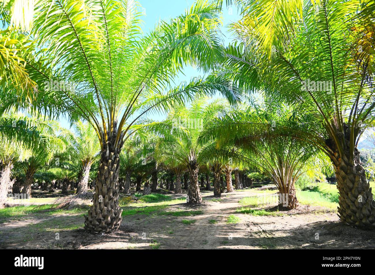 Palm tree in the palm garden with beautiful palm leaves nature and ...