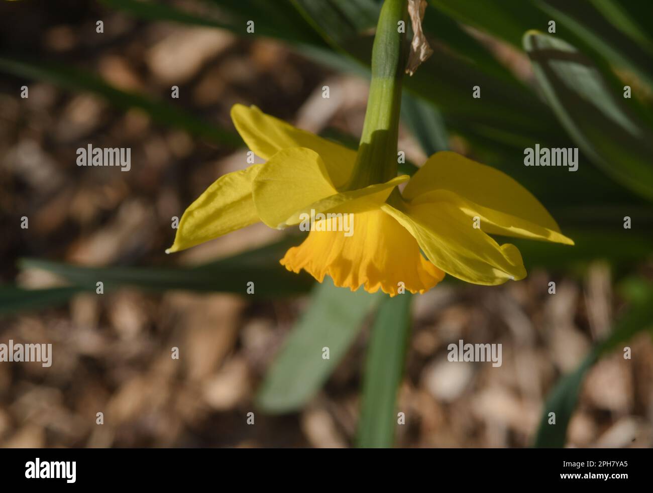 Unique prospective and a single yellow daffodil, showing all its beauty ...