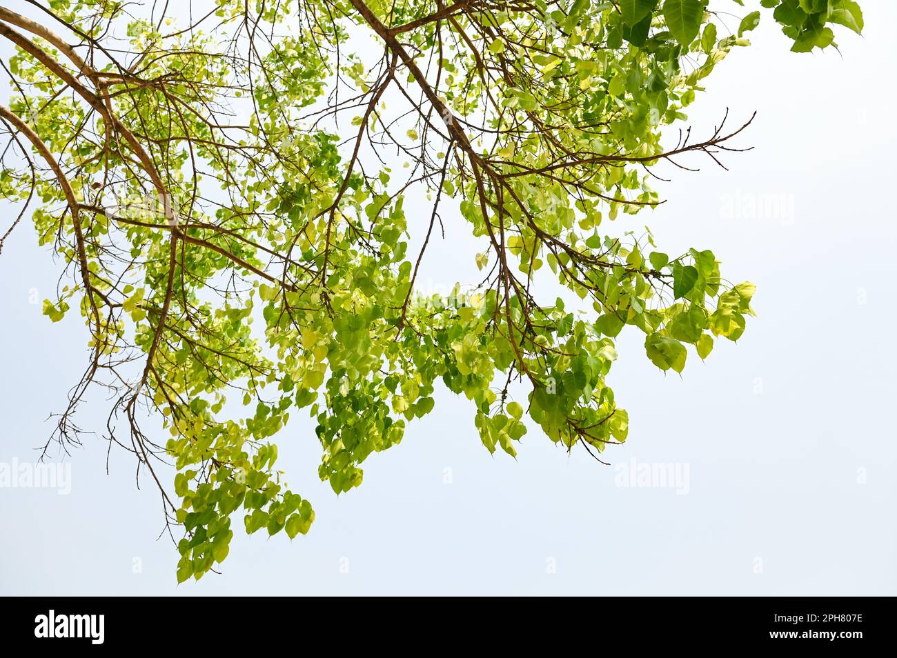 Bodhi tree and green bodhi leaf with blue sky at temple thailand, Tree ...