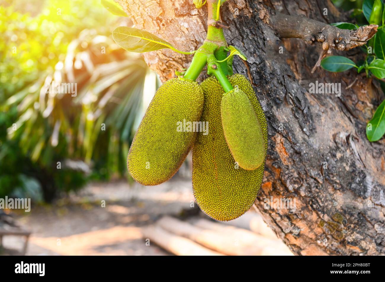 jackfruit on the jackfruit tree tropical fruit on nature leaf ...