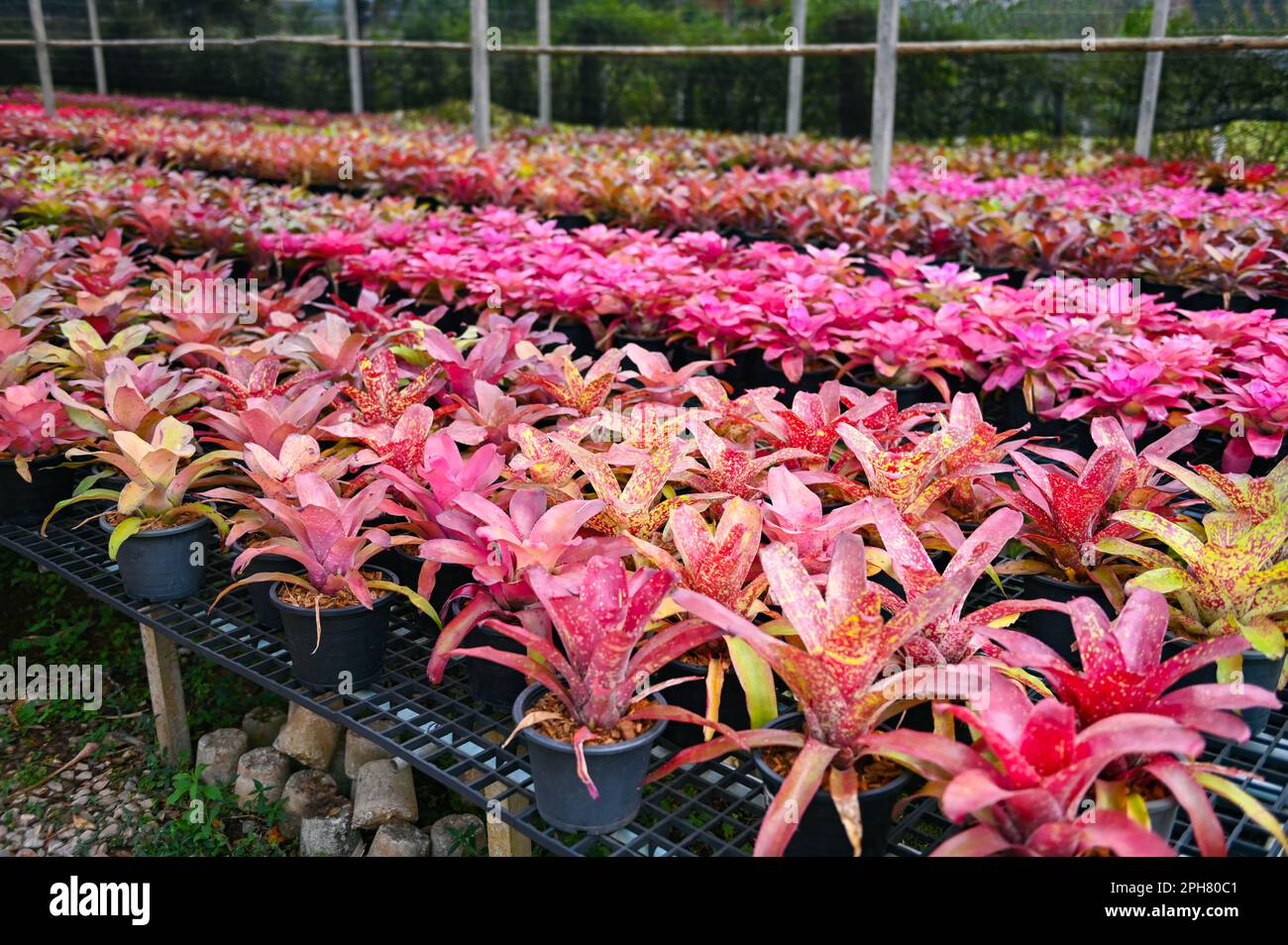 Bromeliad plant tree, Bromeliad garden colorful of leaves bromeliad ...