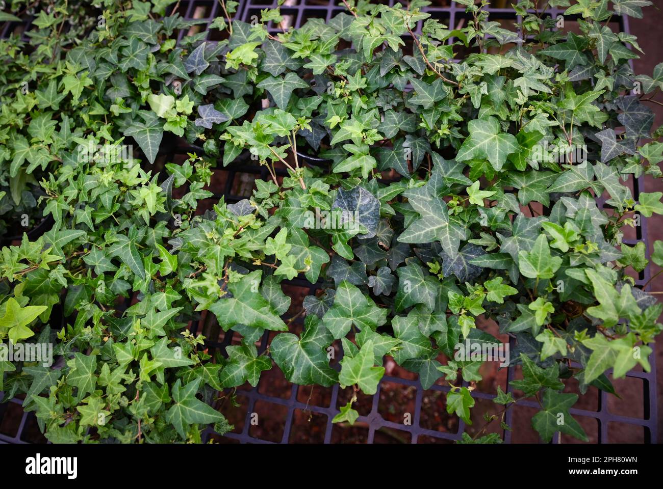 common ivy plant grow on pot in greenhouse, european ivy, english ivy ...