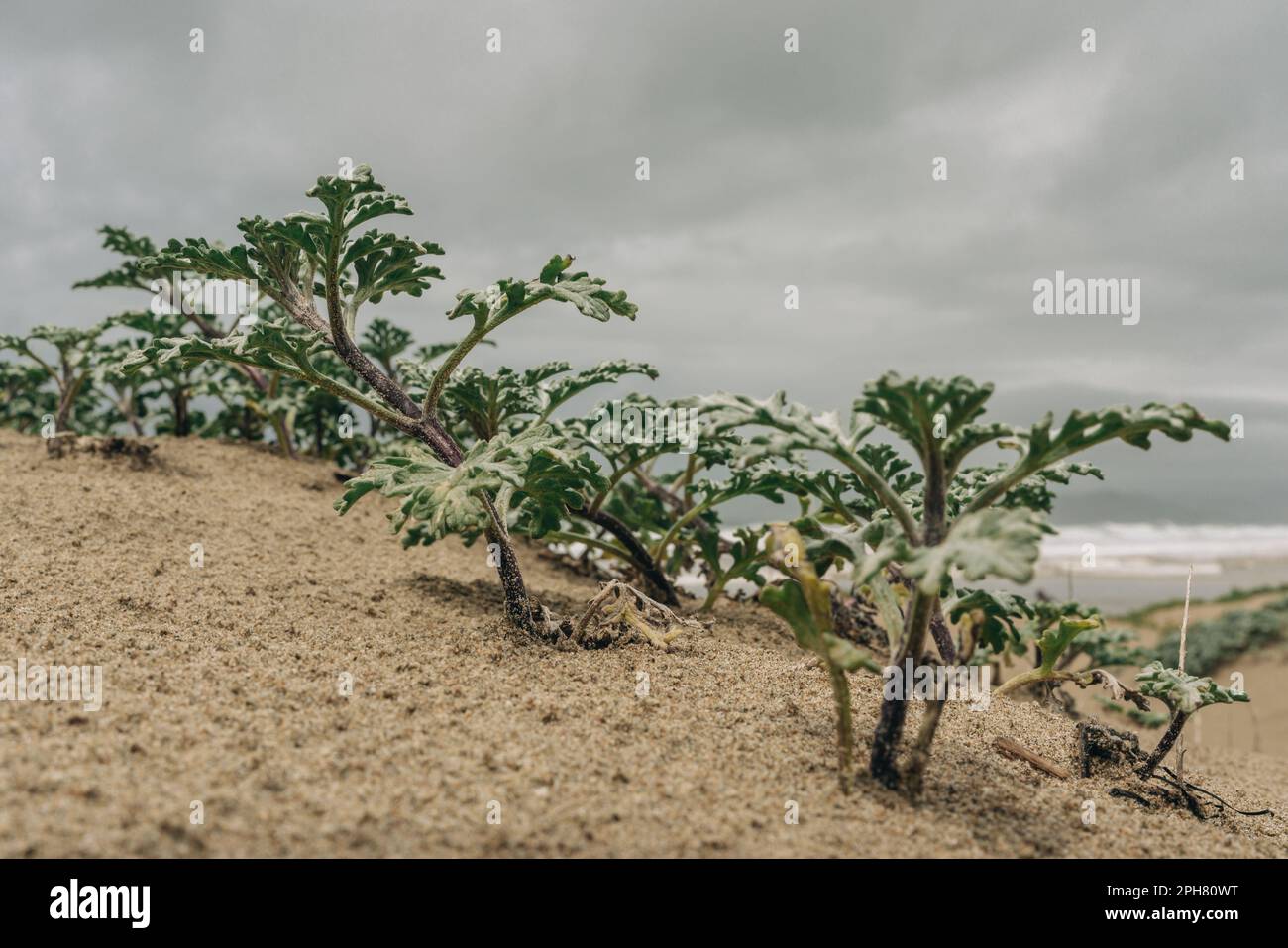 Silver beach botany bay hi-res stock photography and images - Alamy