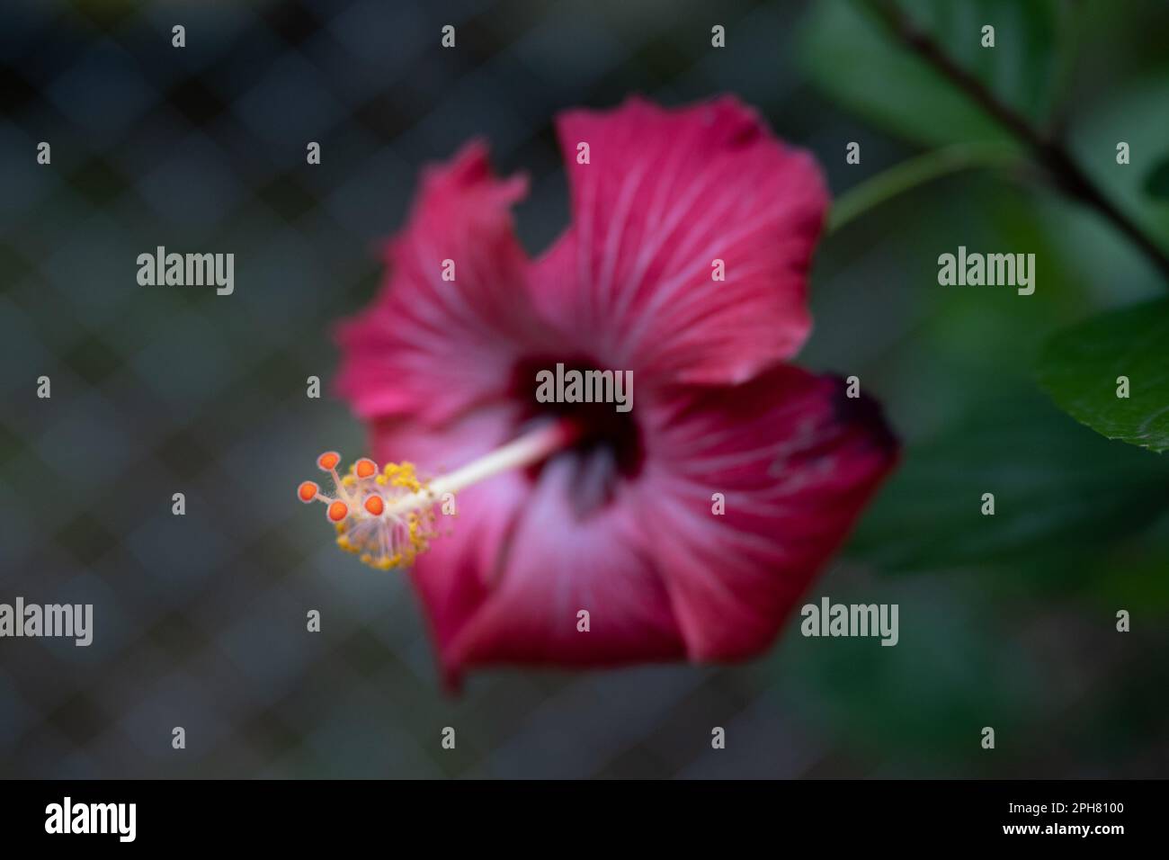 Hibiscus flower, red, viewed from the front side, highlighting the ...