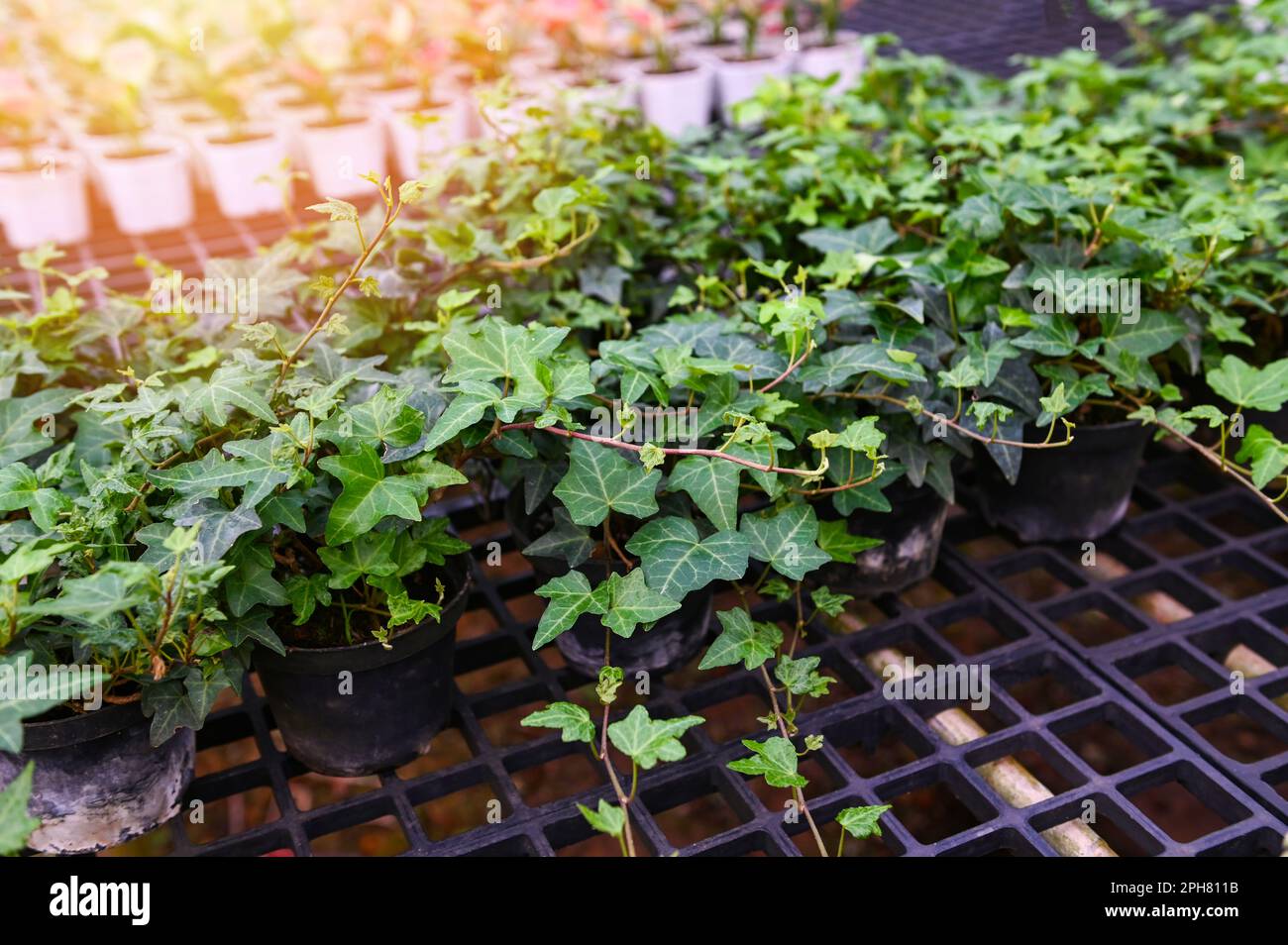 common ivy plant grow on pot in greenhouse, european ivy, english ivy ...