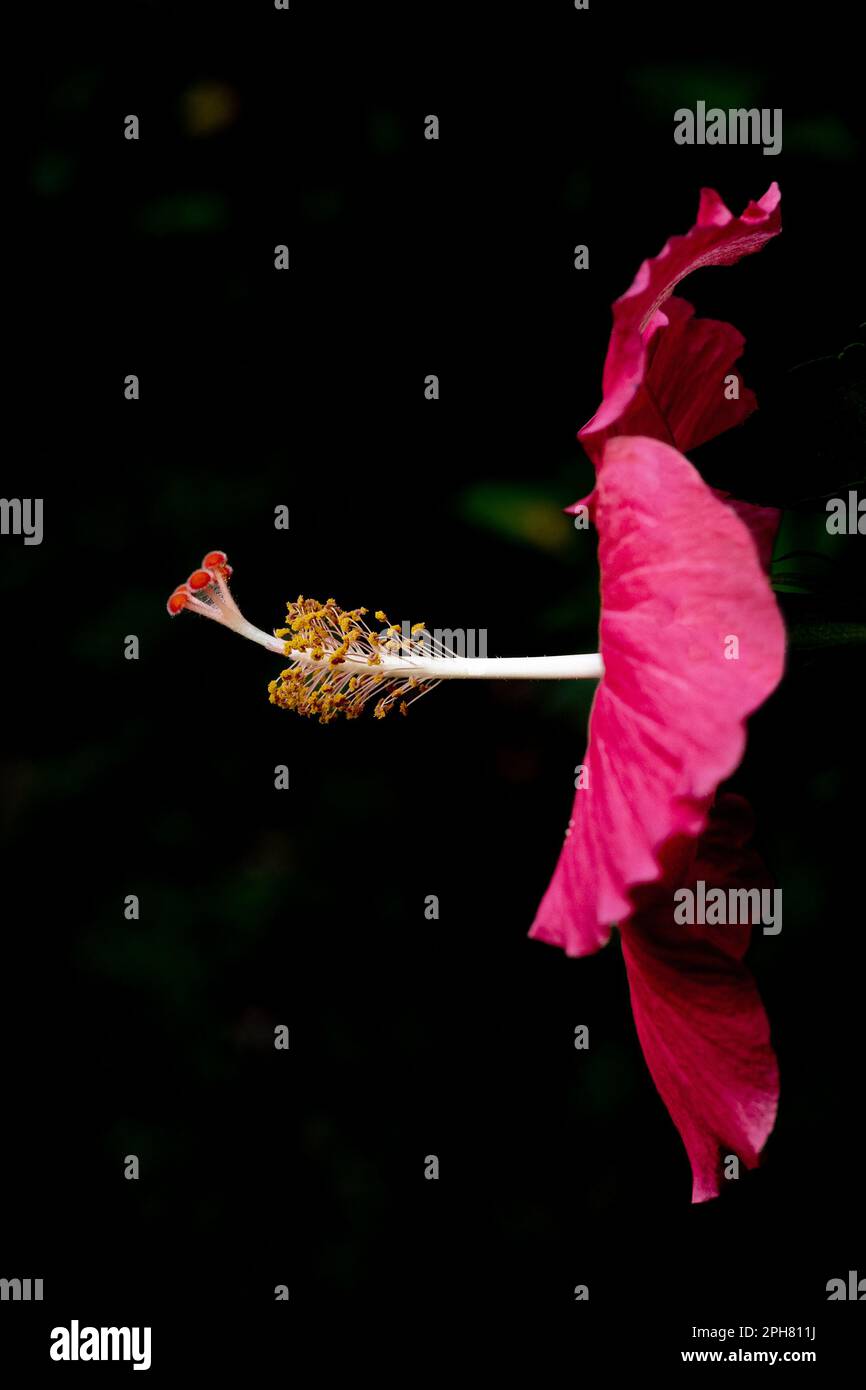 Hibiscus flower, red, viewed from the side, highlighting the stamen and ...