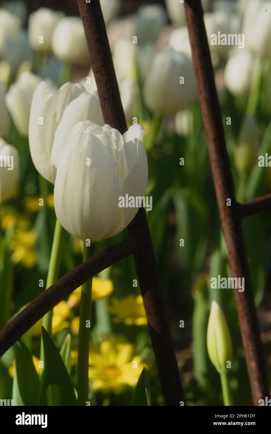 Blooming vibrant colorful tulips, providing new life and vigor in a ...