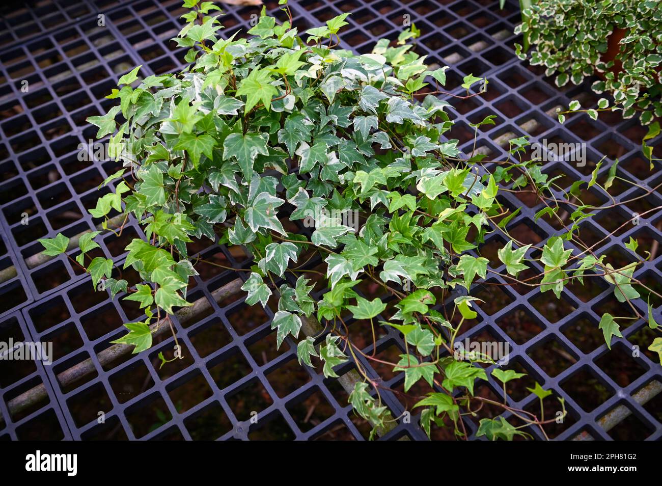 common ivy plant grow on pot in greenhouse, european ivy, english ivy ...