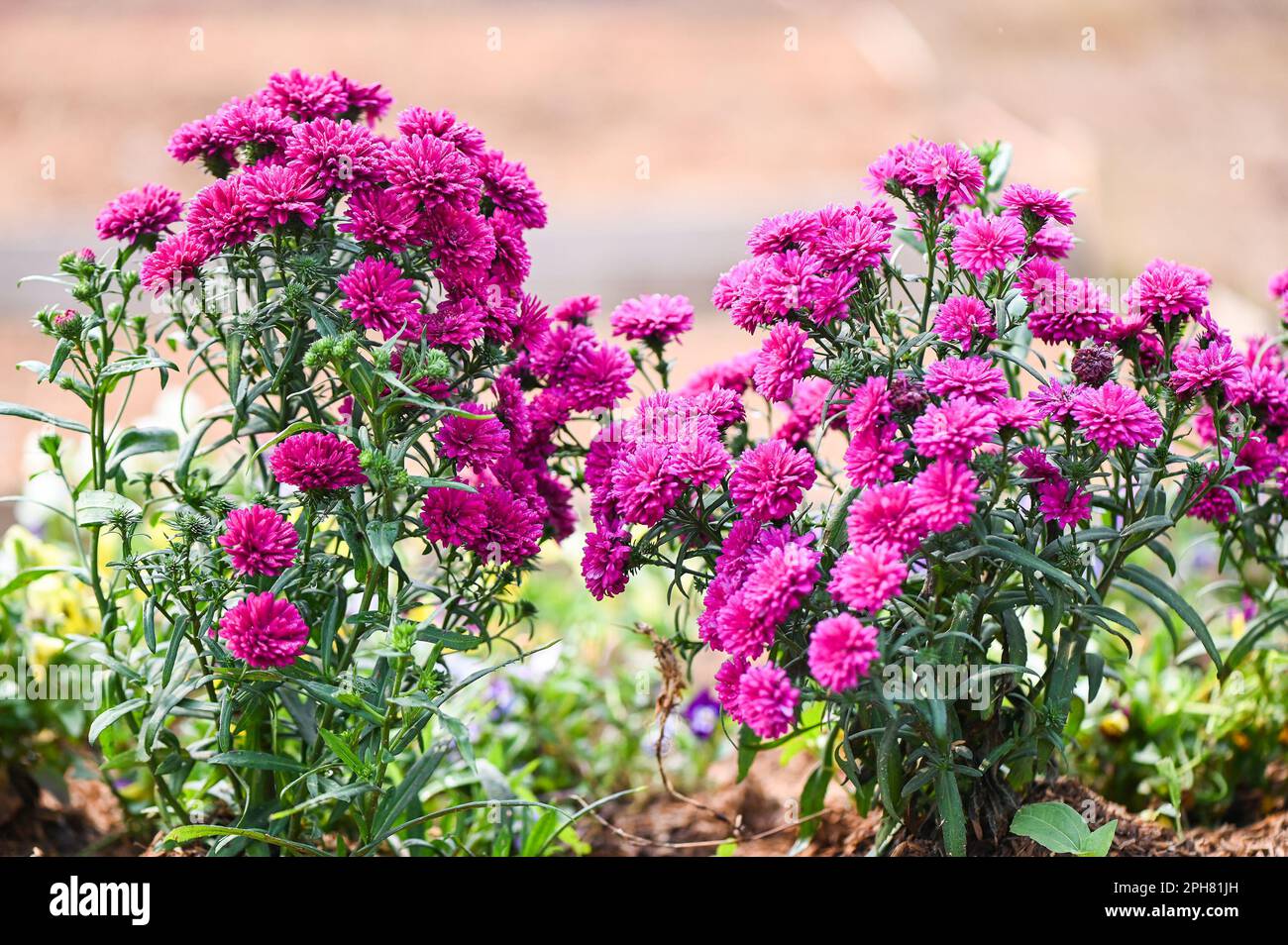purple pink flowers in the garden Marguerite, Marguerite Michaelmas ...