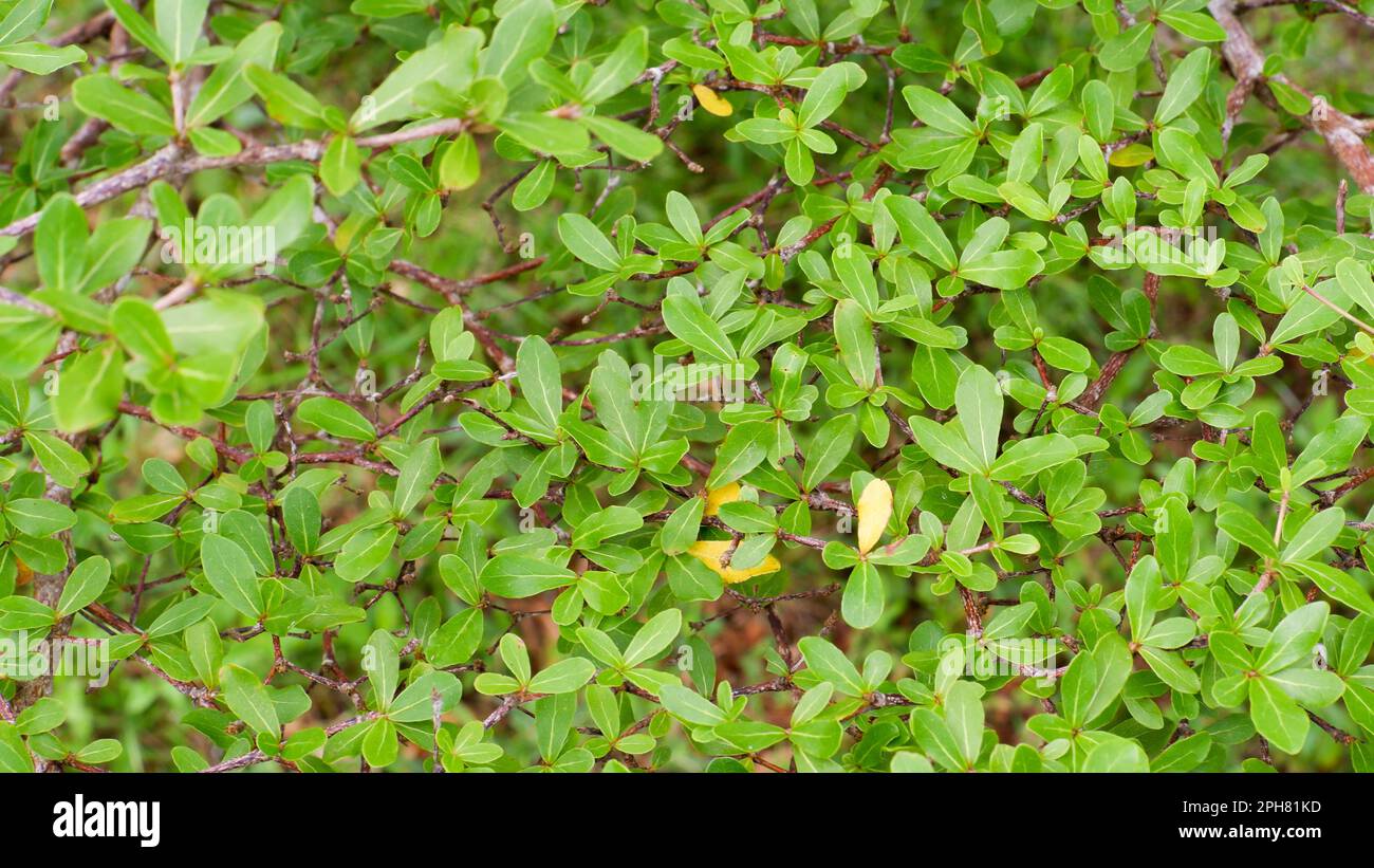 Terminalia tree hi-res stock photography and images - Alamy