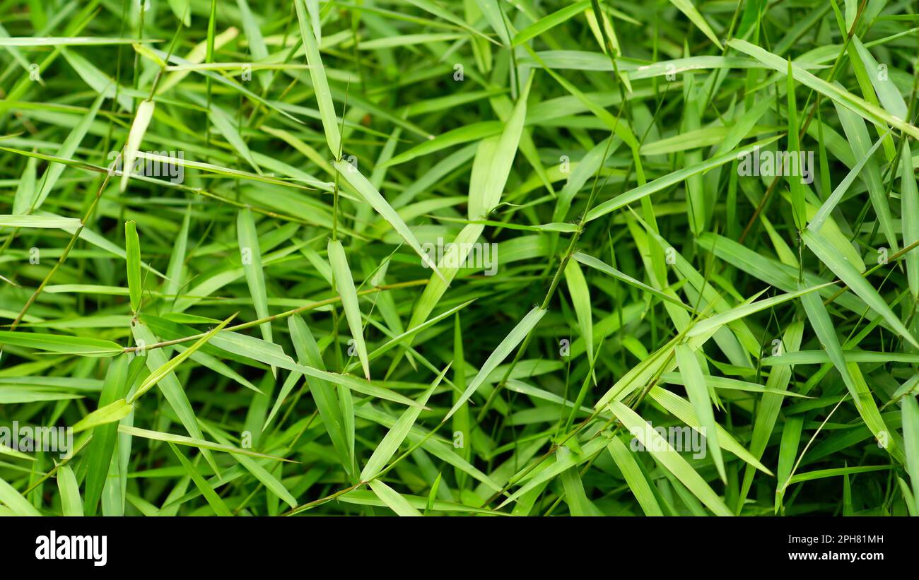 Spiky-leaf Wild Grass That Thrives In The Yard Of The House, In The ...
