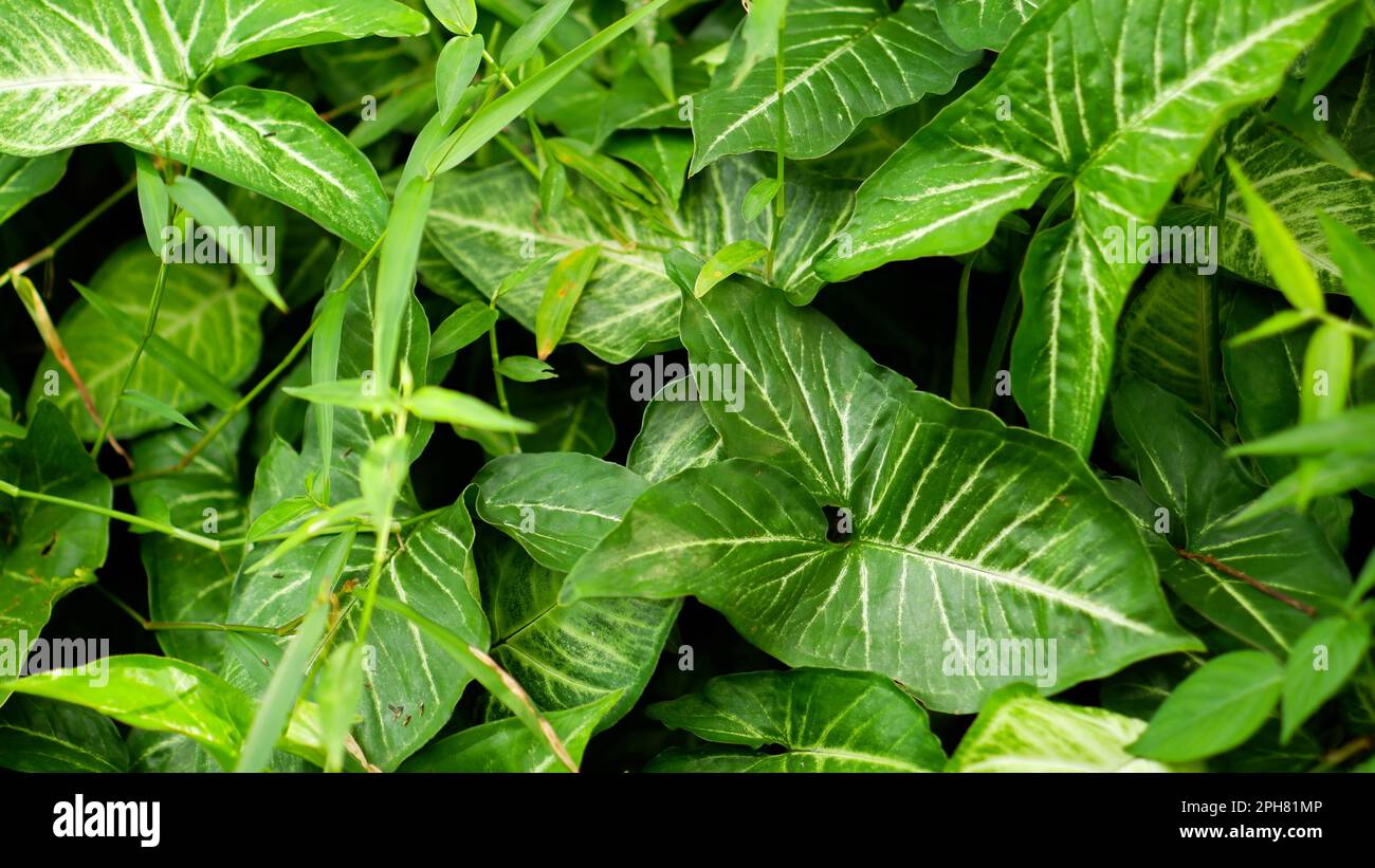 Lush Wild Taro Plants In The Yard, In The Village Of Belo Laut During ...