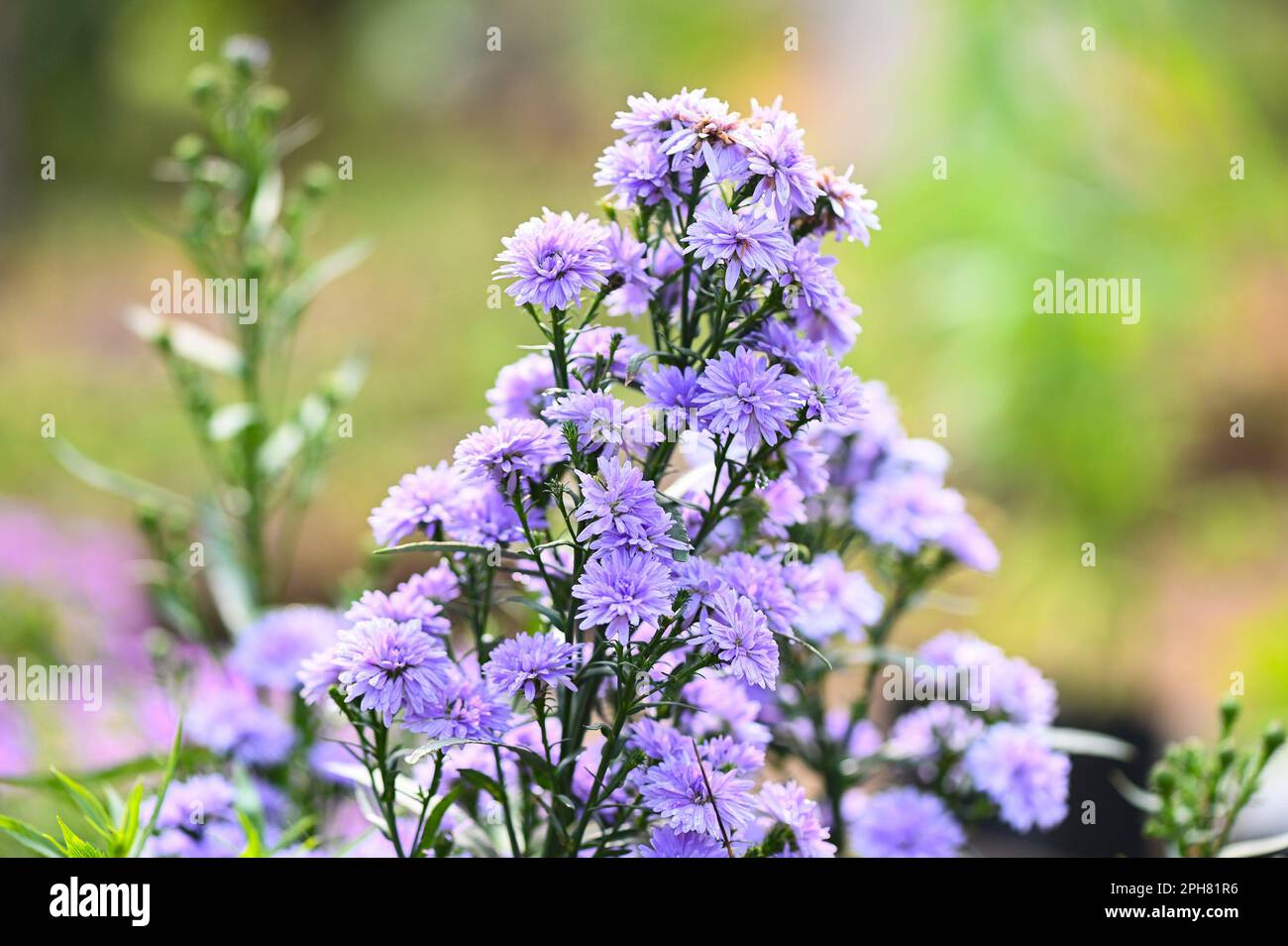 purple flowers in the garden Marguerite, Marguerite Michaelmas Daisy ...