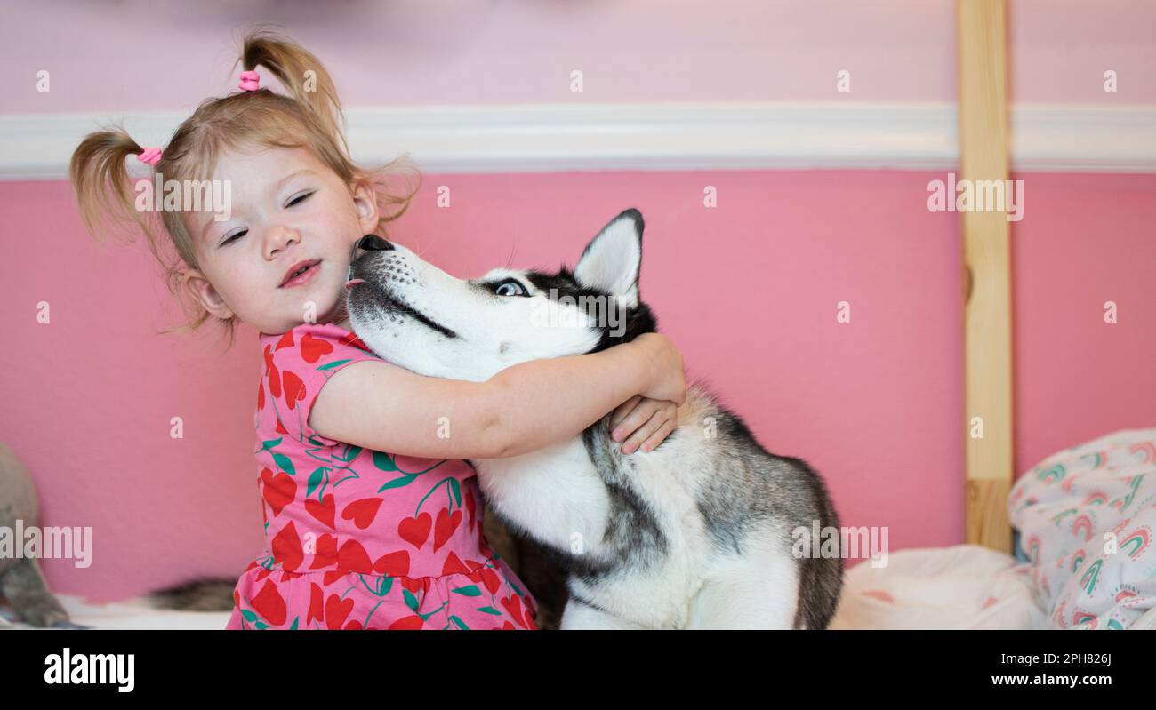Little caucasian toddler girl playing with a pet dog Siberian Husky. Dog kissing child Stock ...