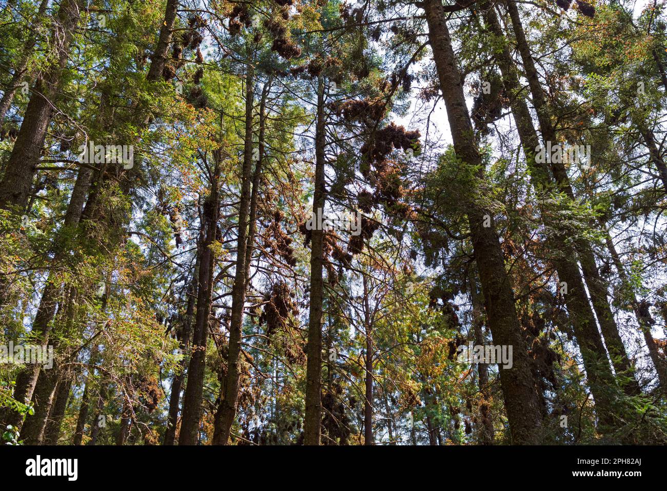 monarch butterflies cluster on fir trees at rosario sanctuary michoacan ...