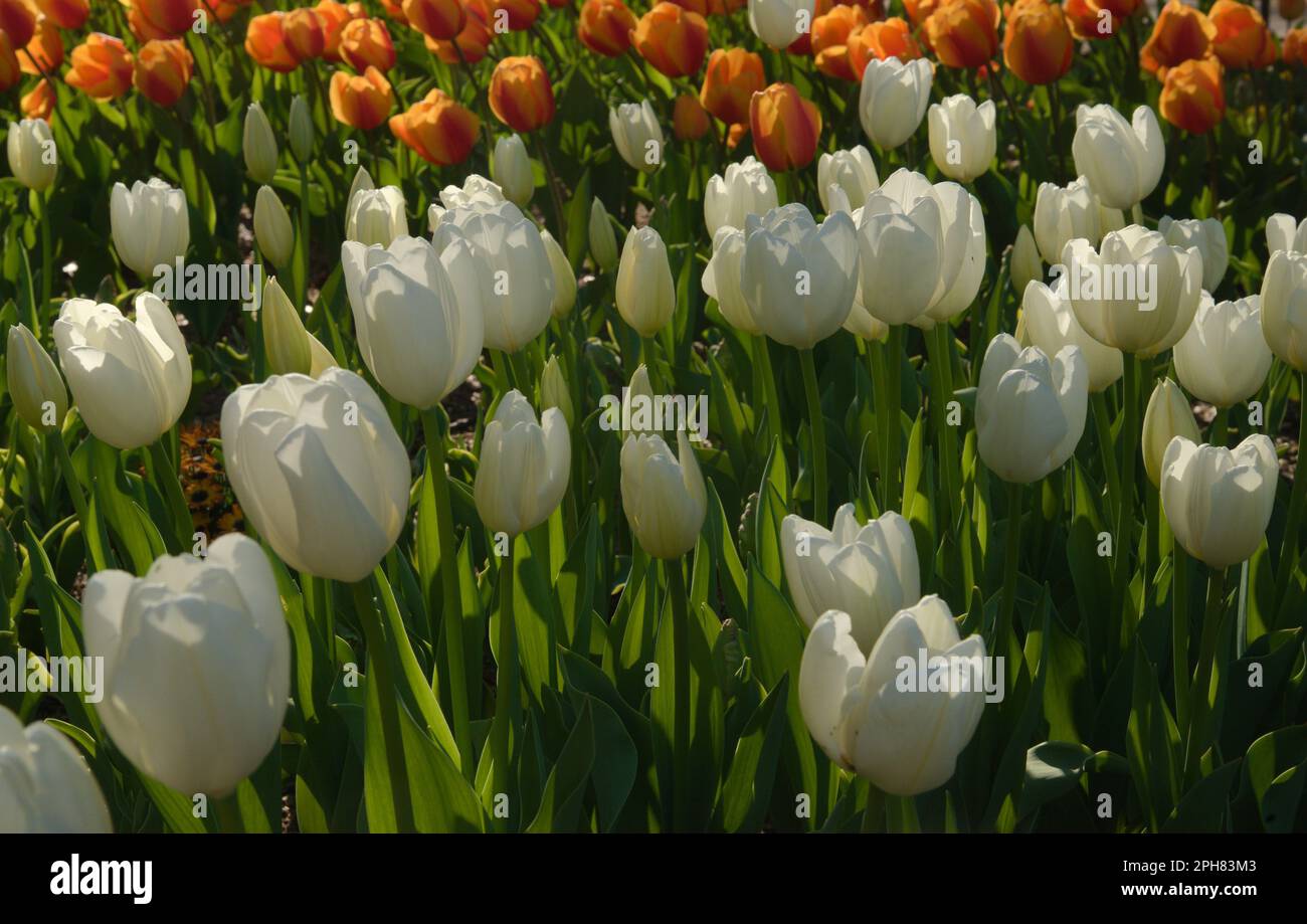 Blooming vibrant colorful tulips, providing new life and vigor in a ...