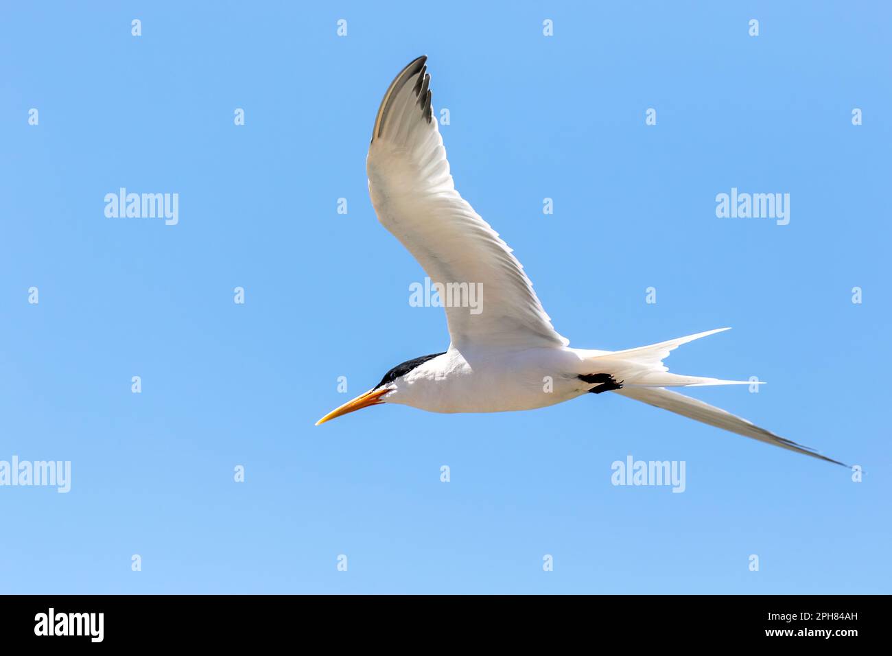 A Tern photographed in flight over the Pacific Coast in Mexico Stock ...