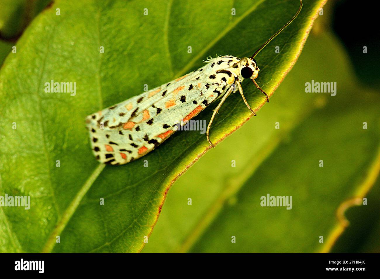 Rattlepod moth (Utetheisea sp.) on grass Stock Photo - Alamy