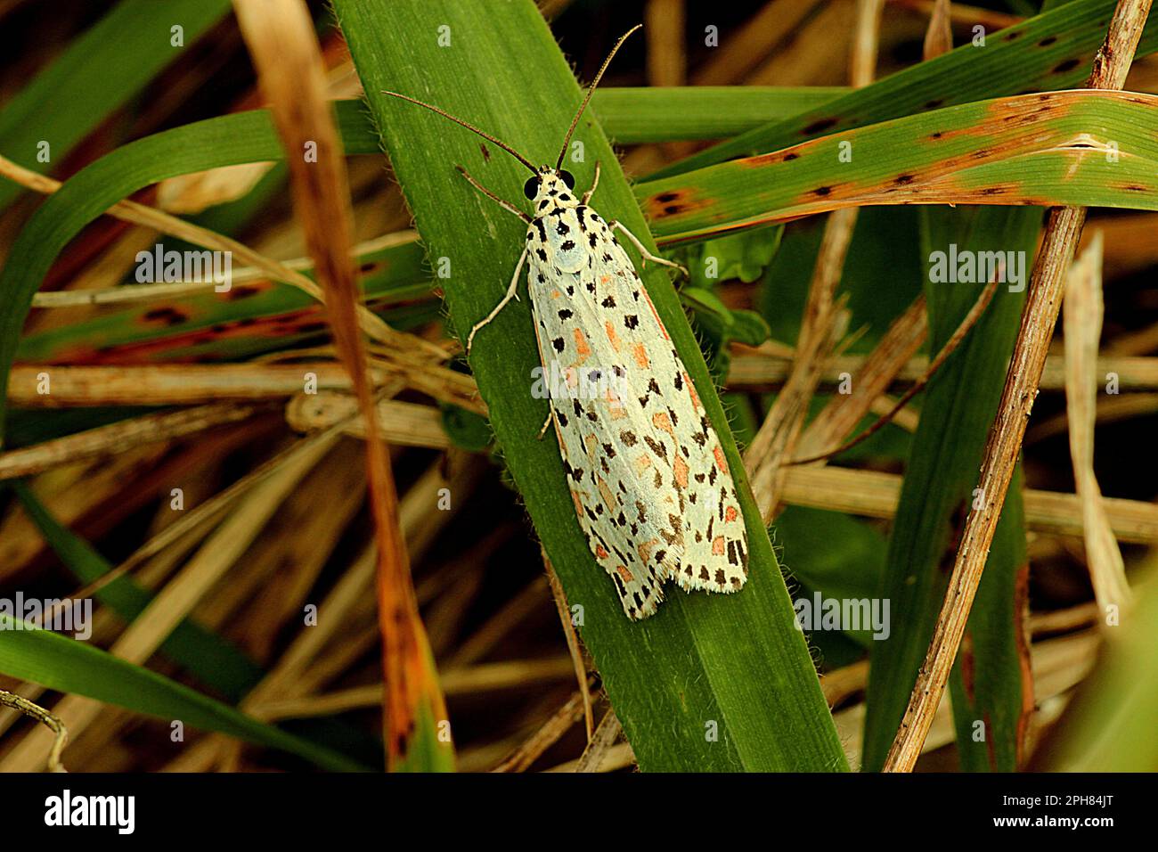 Rattlepod moth hi-res stock photography and images - Alamy