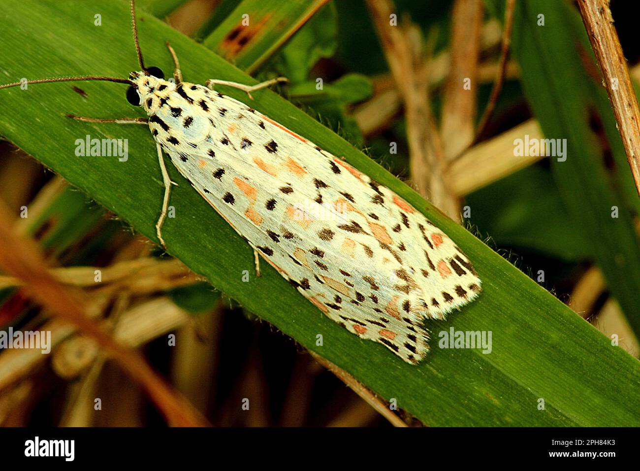 Rattlepod moth (Utetheisea sp.) on grass Stock Photo - Alamy