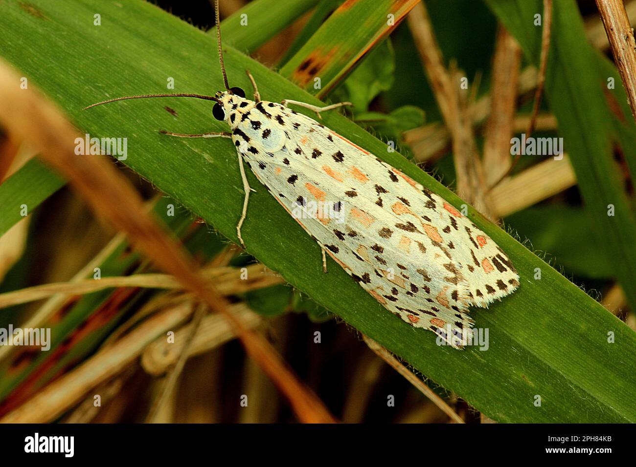 Rattlepod moth hi-res stock photography and images - Alamy
