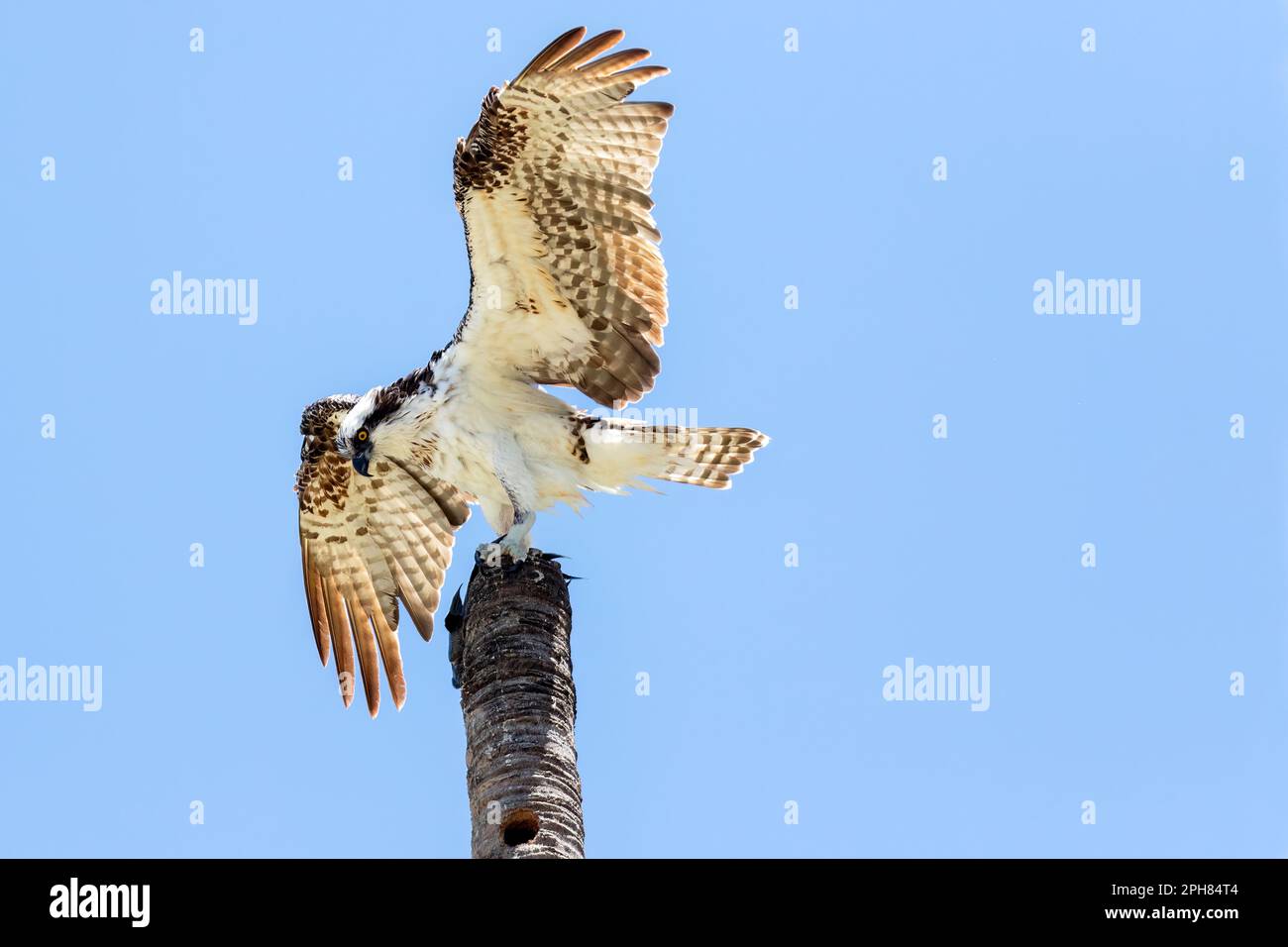 An osprey with a recently captured fish pictured along the Pacific ...