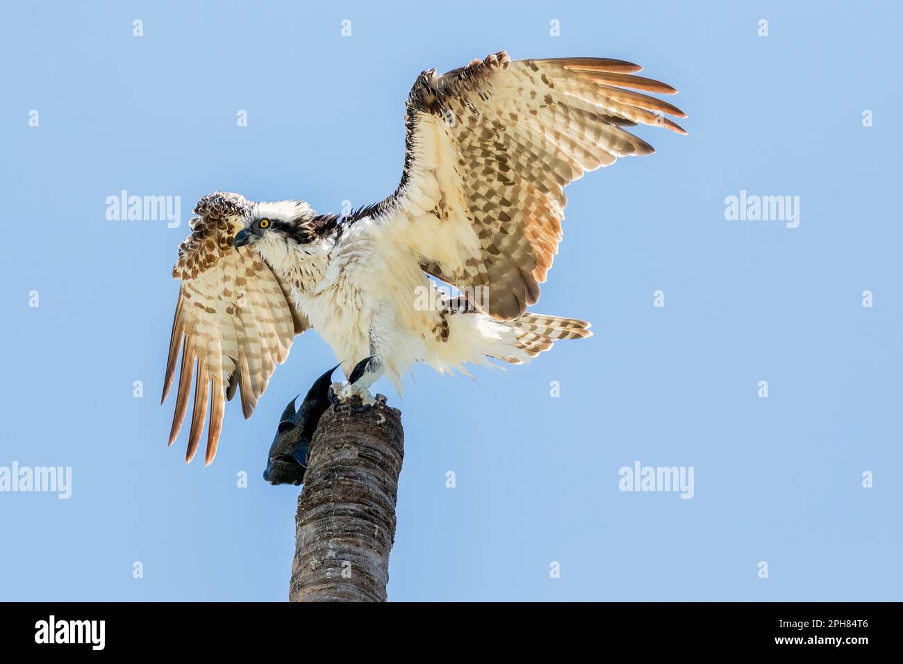 An osprey with a recently captured fish pictured along the Pacific ...