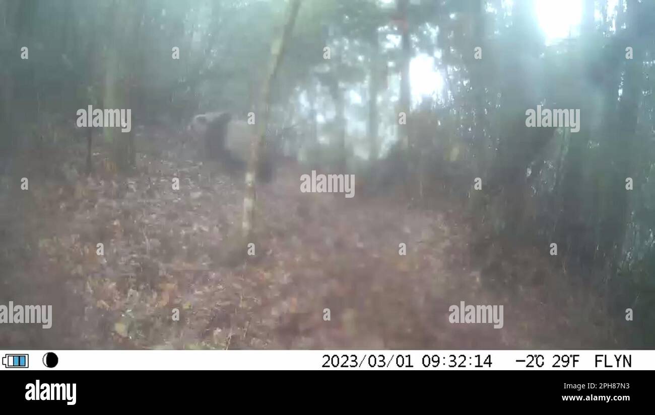 A wild giant panda is captured by infrared camera on a mountain at ...