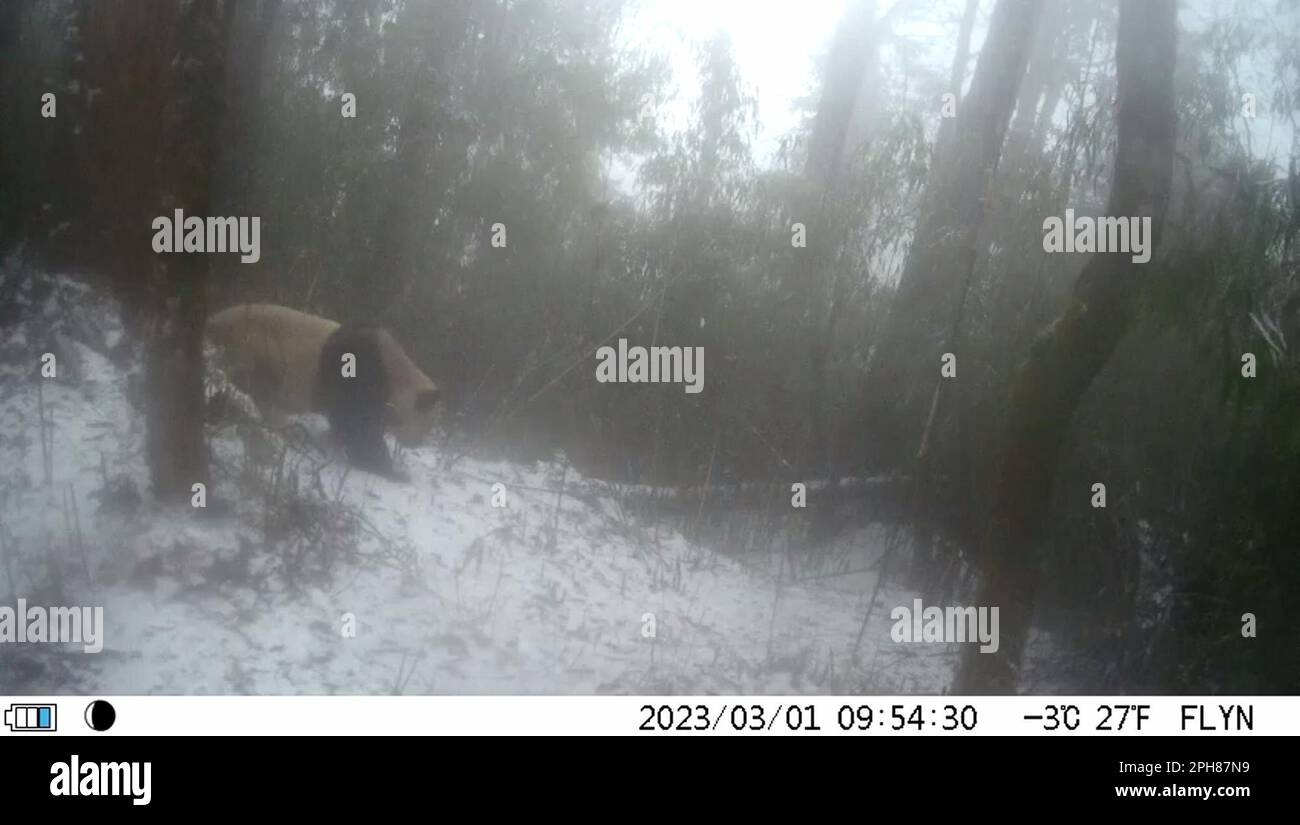 A wild giant panda is captured by infrared camera on a mountain at ...