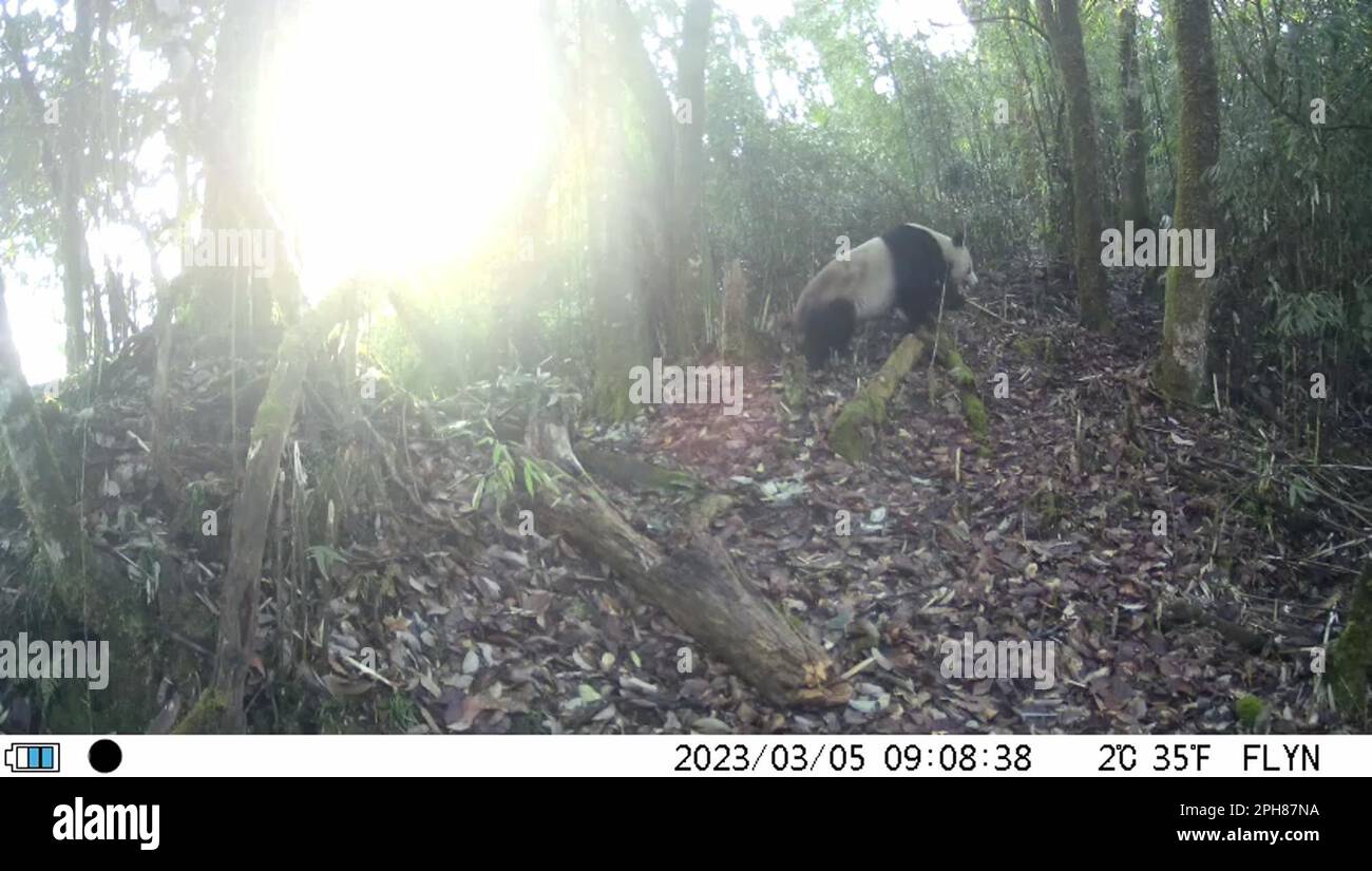 A wild giant panda is captured by infrared camera on a mountain at ...