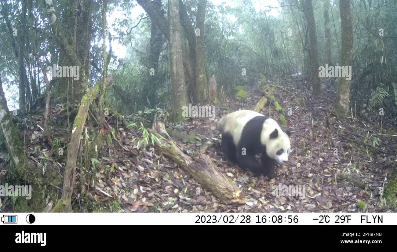 A wild giant panda is captured by infrared camera on a mountain at ...