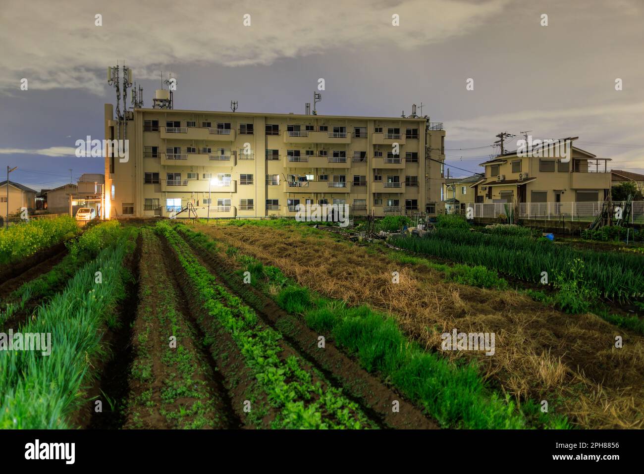 Rows of green vegetables in field on small farm by apartment building ...