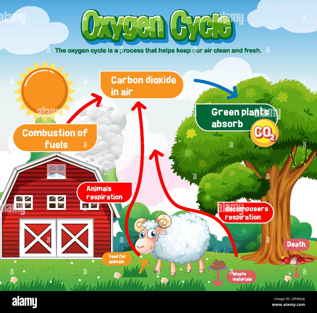 Oxygen Cycle Diagram for Science Education illustration Stock Vector ...