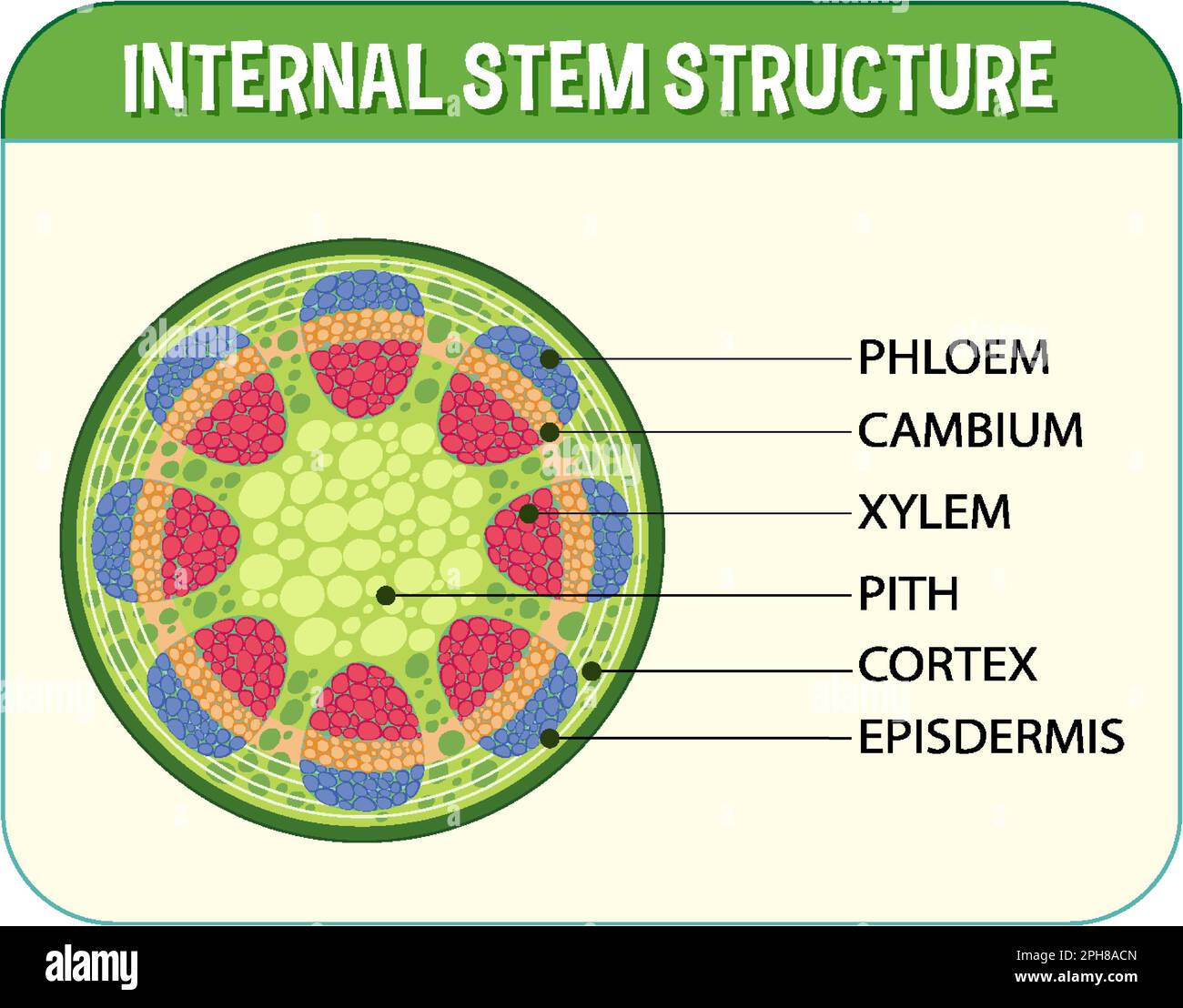 Internal structure of stem diagram illustration Stock Vector Image ...