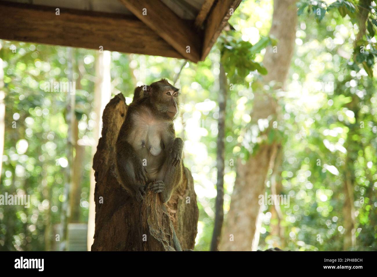Full body shot of an adult cynomolgus monkey sitting on a tree stump ...