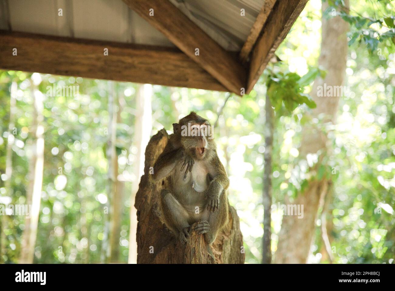 Full body shot of an adult cynomolgus monkey sitting on a tree stump ...