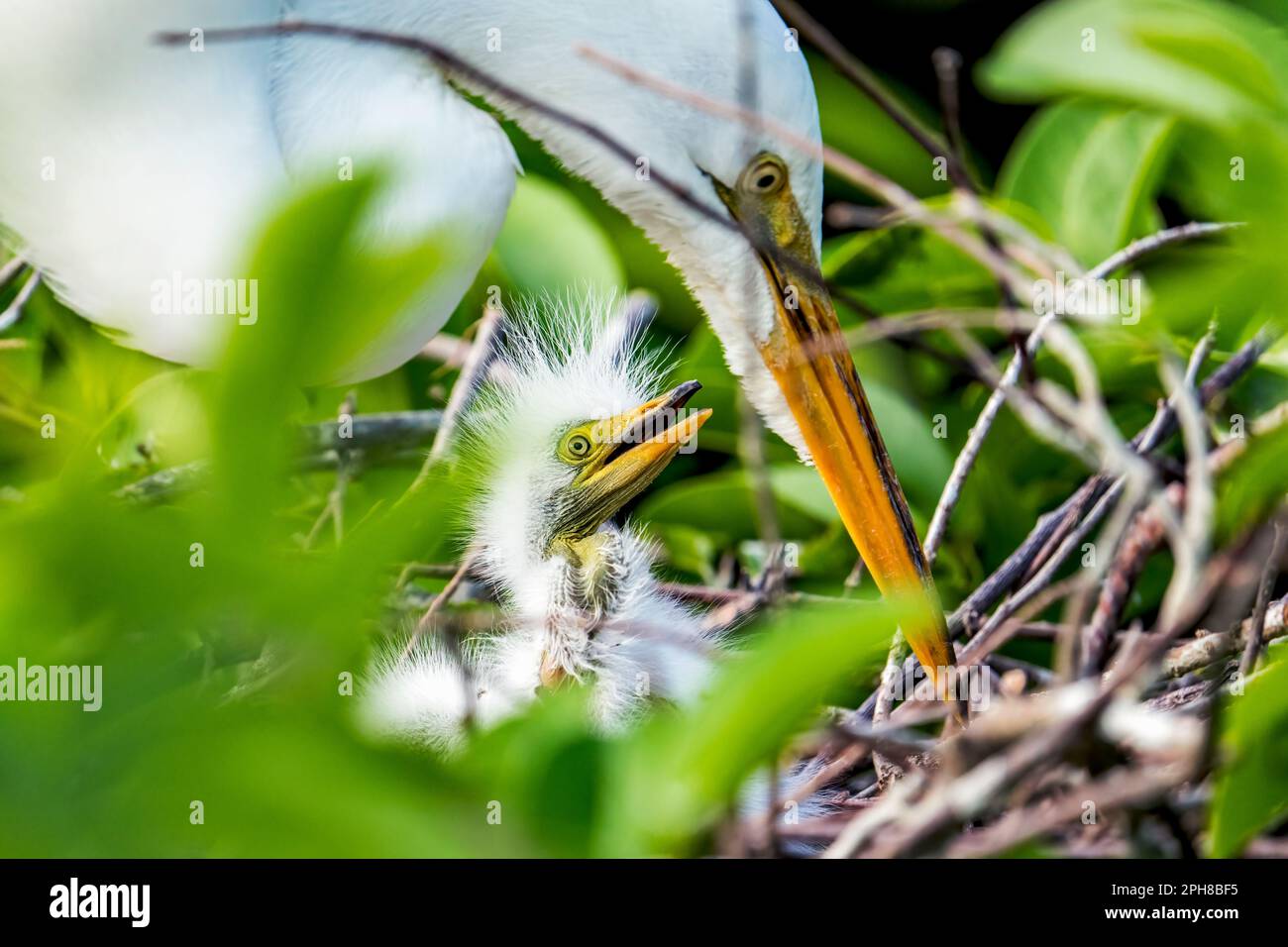 Delray Beach, USA. 26th Mar, 2023. Newly hatched baby Egret in a nest ...