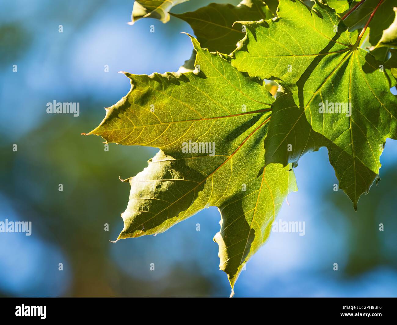 Spring branches of maple tree with fresh green leaves. Spring ...