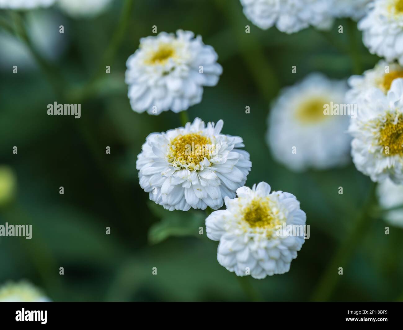 Colourful Feverfew Flowers, Tanacetum parthenium. Beautiful white and ...