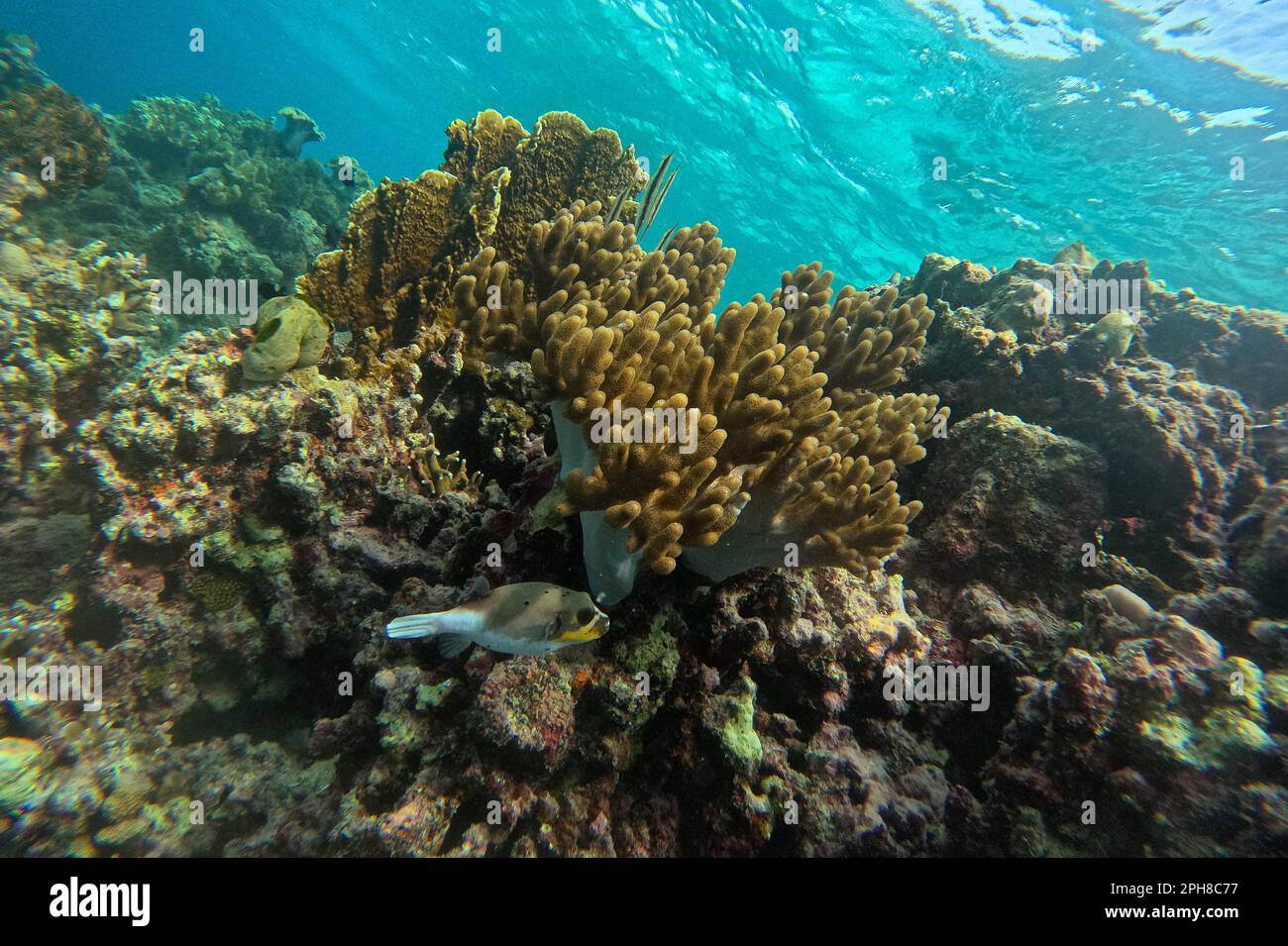 Close up of a puffer fish in Moalboal, Cebu in the Philippines ...